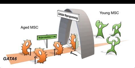 Graphical Abstract Image Eurekalert Science News Releases