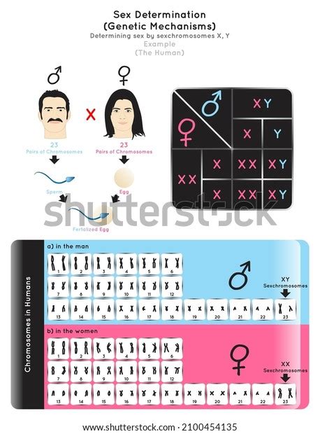 Sex Determination Genetic Mechanisms By Sexchromosomes Stock Vector Royalty Free