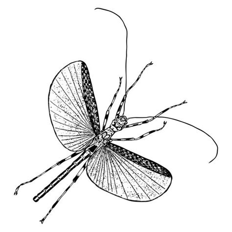 60 Grasshopper Hatching Stock Illustrations Royalty Free Vector