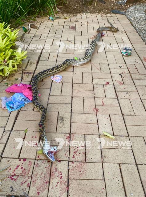 Australian Scrub Python Killed After It Bit And Tried To Take A Small