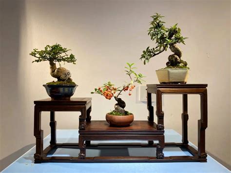 上海滨江森林公园首届微型盆景展开幕！近350盆珍藏作品亮相 搜狐大视野 搜狐新闻