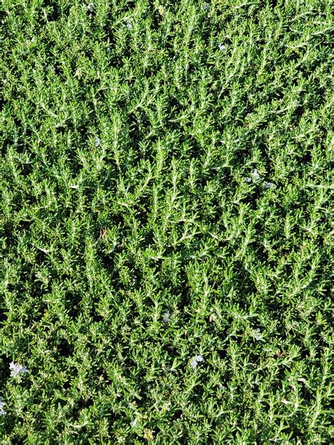 Premium Photo Full Frame Shot Of Grass On Field