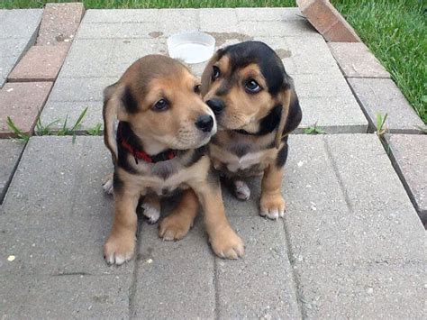 Beagle Lab Mix Beagador Characteristics Appearance And Pictures