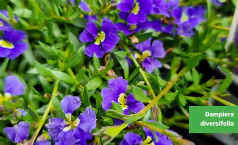 Top 16 Purple Flowering Plants For Australian Gardens Wholesale