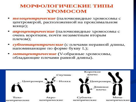 Цитологические основы наследственности презентация онлайн