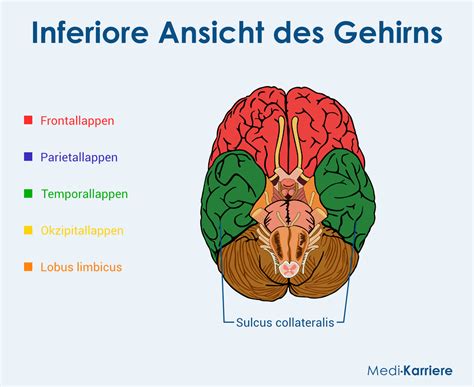 Sulcus Collateralis Definition Anatomie Klinik