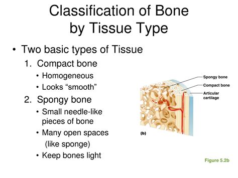 Ppt Comprehensive Osseous Tissue Review Bone Histology Powerpoint