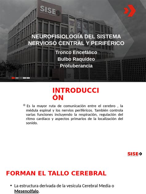 Presentación 3 Tronco Encefálico Bulbo Pdf Neuroanatomía