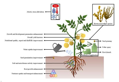 Figure 1 From Mini Review Brown Macroalgae As A Promising Raw Material