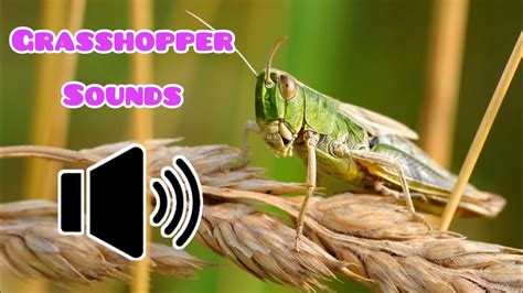 Rattlesnake Grasshopper Sound At Cynthia Jasmin Blog