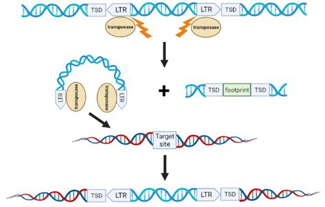 Plasmids 101 Using Transposons In The Lab