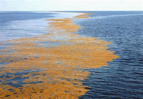 A Brown Tide Threatens Coastal Ecosystems