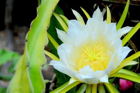 Dragon Fruit Plants Pitaya How To Grow White On Rice Couple