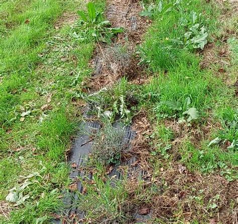 Dock Leaf Object Detection Dataset By Plants