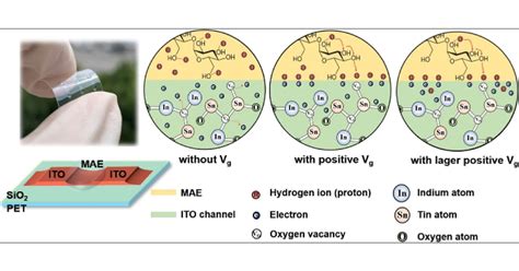 Flexible Artificial Synapses With A Biocompatible Maltoseascorbic Acid