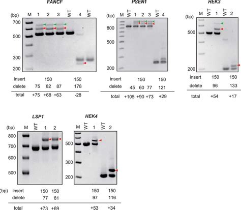 Supplementary Data For Targeted Insertion Of Large Dna Fragment At
