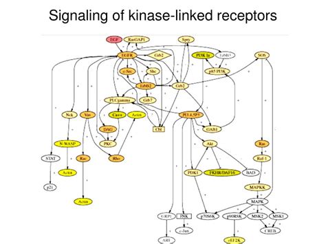 Ppt Intercellular And Intracellular Signals Powerpoint Presentation Free Download Id 4287115