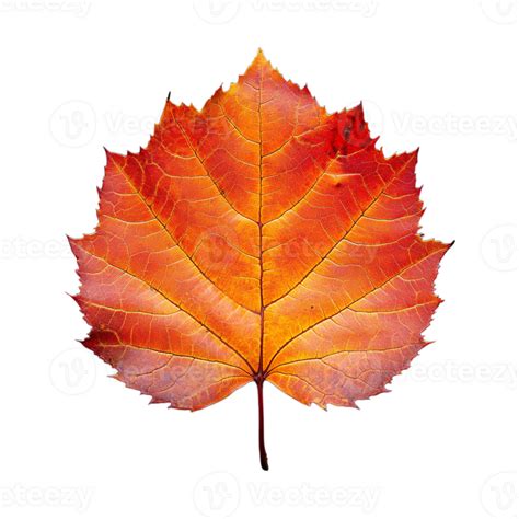 Une Feuille Avec Une Rouge Tige Et Veines 50017749 Png