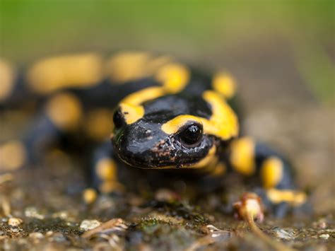 Fire Salamander Fire Salamander At La Quinetière Buais N Flickr