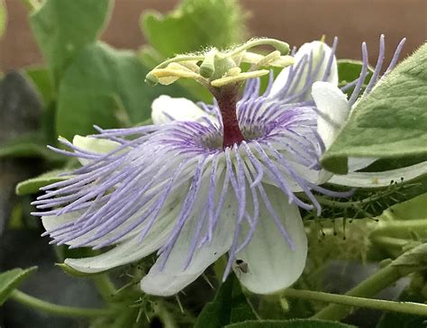 The Passion Flower Has A Story To Tell