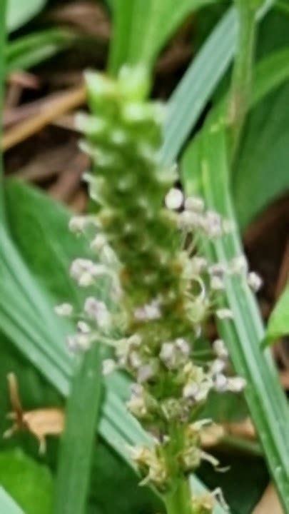 차전초 질경이 광주광역시 비엔날레 공원 꽃줄기 윗부분 암술 아랫부분을수술이다 Youtube