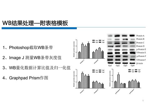【wb结果处理】wb蛋白条带处理及数据量化（western Blot），image J分析wb条带图，wb柱状图作图，附表格模板 小莊小 研究