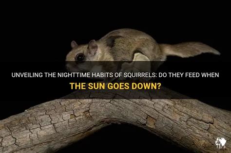 Unveiling The Nighttime Habits Of Squirrels Do They Feed When The Sun