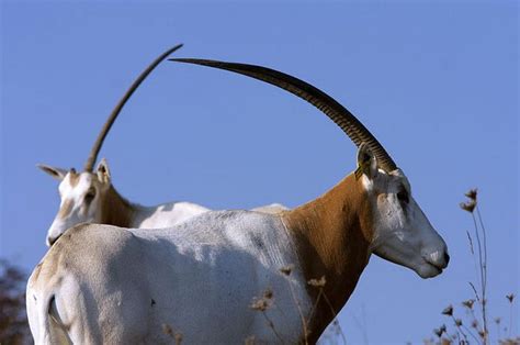 Mamalia Sahara Kian Langka National Geographic
