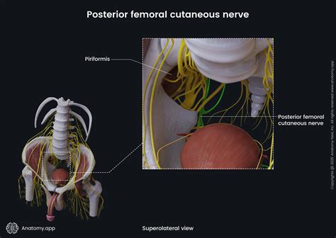 Posterior Femoral Cutaneous Nerve Male Pelvis Anatomyapp
