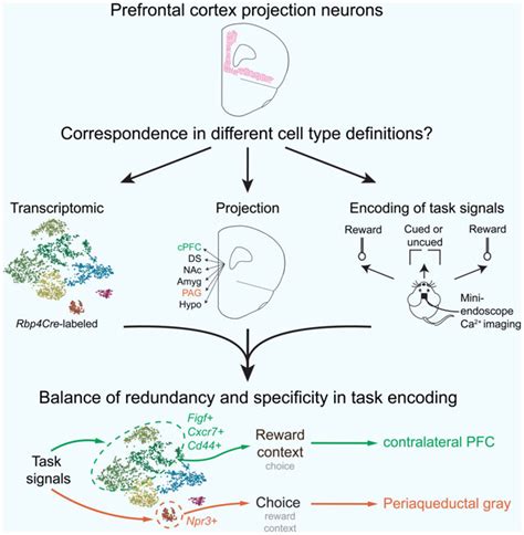 Differential Encoding In Prefrontal Cortex Projection Neuron Classes Across Cognitive Tasks Pmc