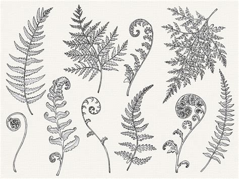Ferns Drawing Artofit