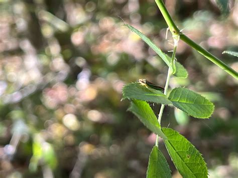 Whats This Bug Western Va R Whatsthisbug