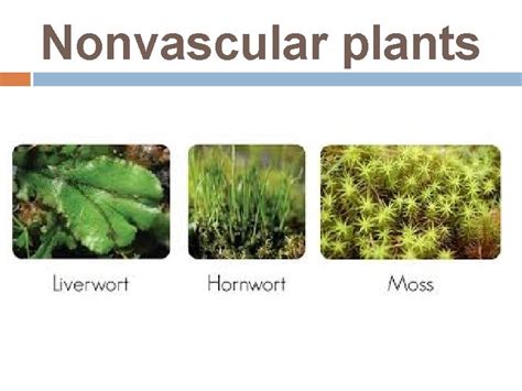 How Are Plants Grouped Chapter 6 Lesson 3
