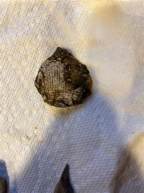 Found While Arrowhead Hunting Is This A Fossil Any Help Much Appreciated R Fossilhunting