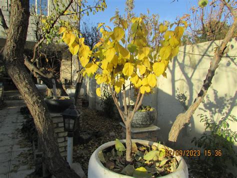 خزان زیبای درختچه های پایه بن سای تعاونی زندگی سبز تعاونی گلخانه زندگی سبز