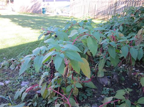 Pokeweed A Native Nuisance Indiana Yard And Garden Purdue Consumer