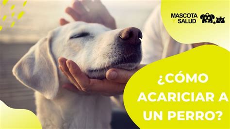 El Lado Del Corazón En Los Perros Tuveterinario24es