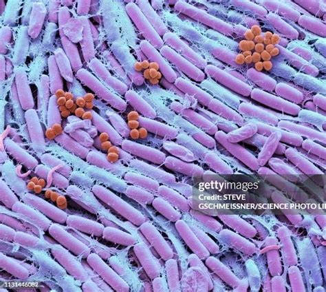 Lactobacillus Microscope