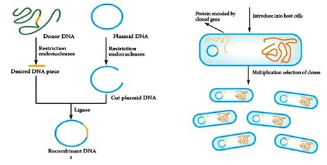 Biotechfront Steps Of Rdna Technology