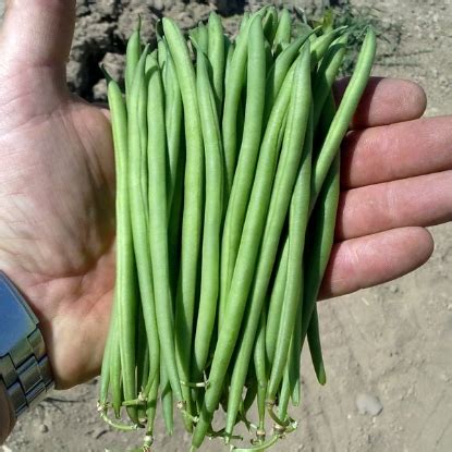 Dwarf French Bean Stanley Kings Seeds A Leading Supplier Of