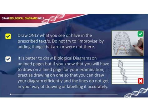 How To Draw Biological Diagrams Well PPT
