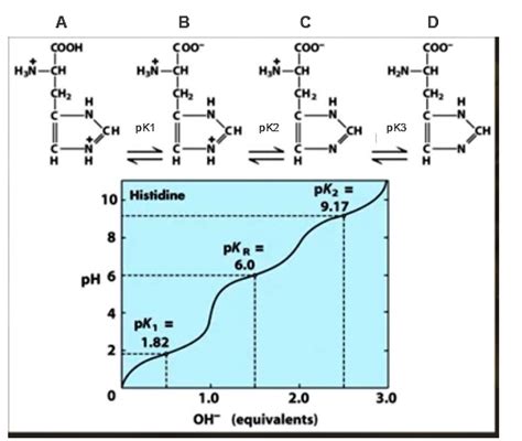 A COOH H3N CH CH2 C C H N CH B COO H3N CH CH2 C C C COO H3N CH CH2 C C H N CH PK2 H N CH
