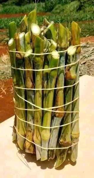 Nappier Pakchong For Sale In Kenya 2025