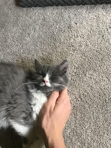 Winter Taking A Long Nap After The Vet R Siberiancats