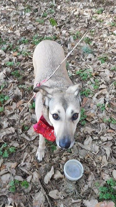 Астра лицар із мечем Youtube