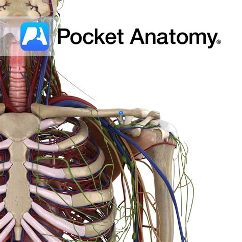 Coracoclavicular Conoid Ligament Pocket Anatomy