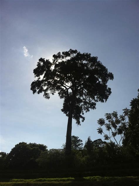 Under An African Tree Creekbank Stories