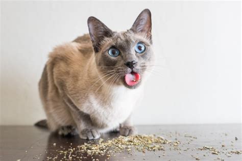 Glorious Photos Capture Cats High On Catnip Metro News