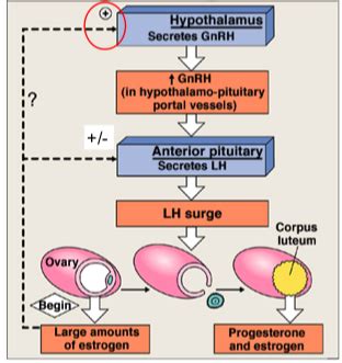Neural Circuitry Of Female Sex Brain Flashcards Quizlet