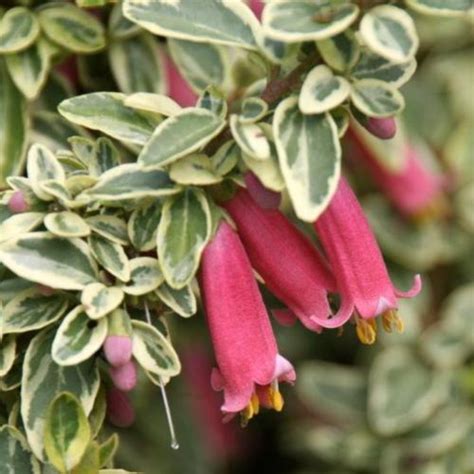 Australian Fuchsia Correa Wyns Wonder